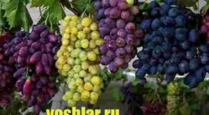 Oila kredit olish haqida - yoshlar.ru